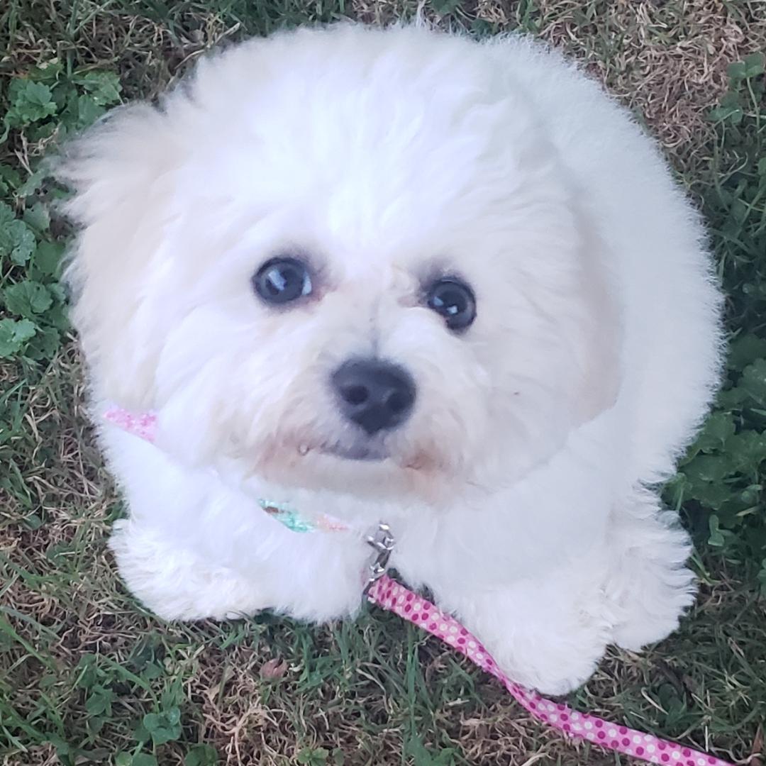 Ruby is 3 months old! 🤍 | Scrolller