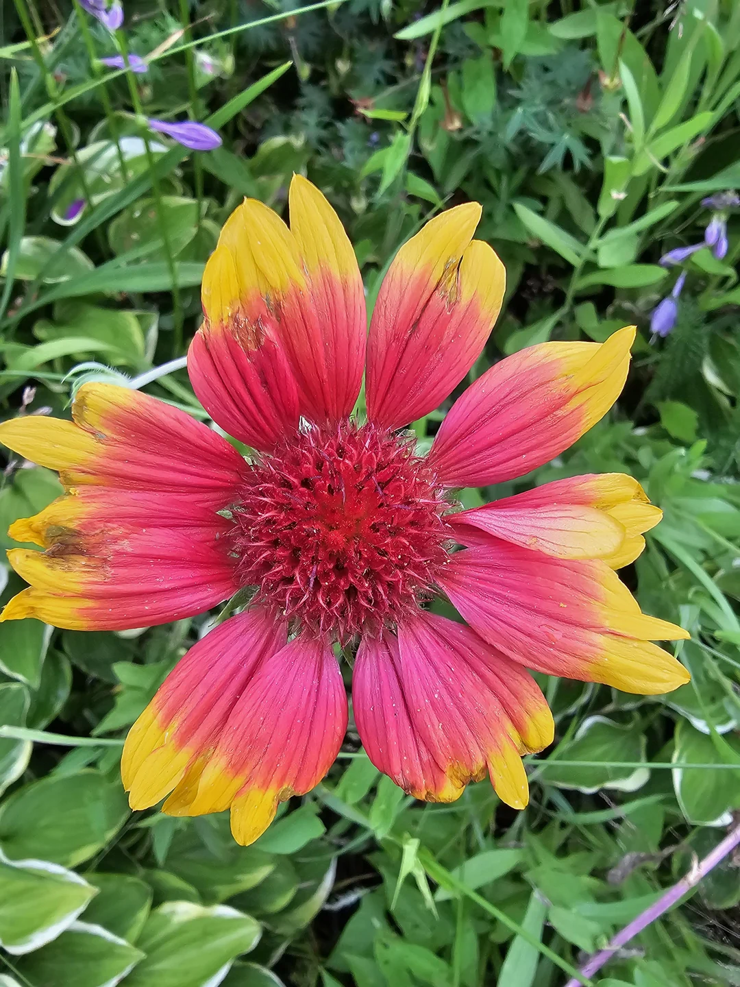 Weddings are fun | Scrolller