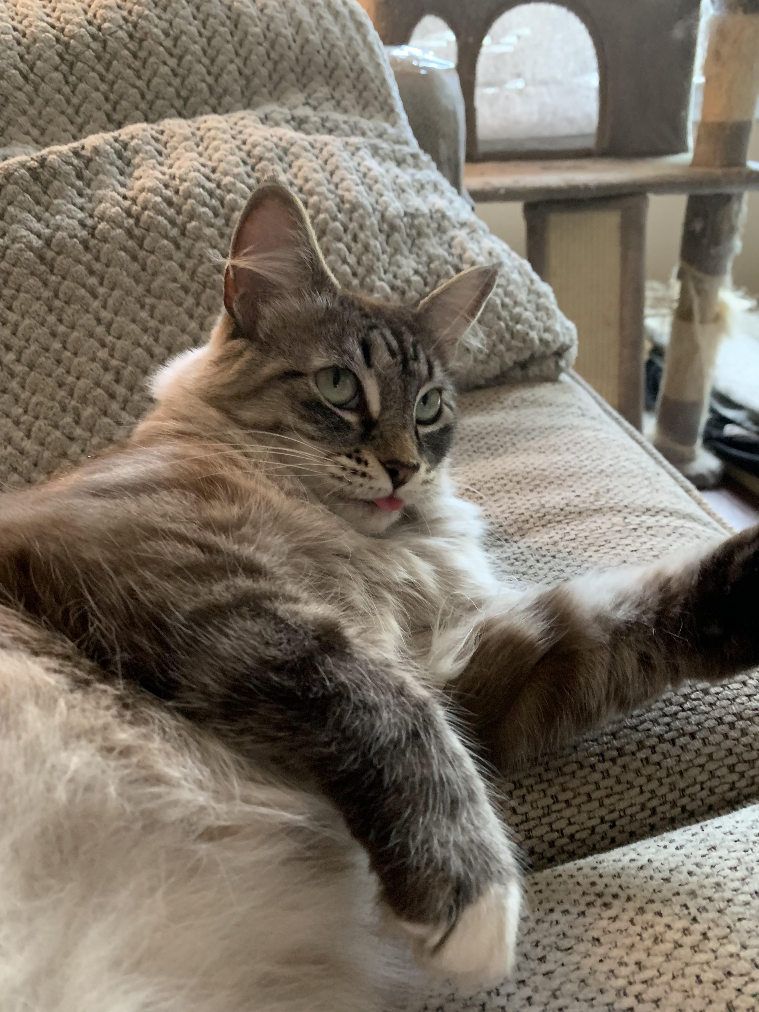 Little Miss Trashy Blep | Scrolller