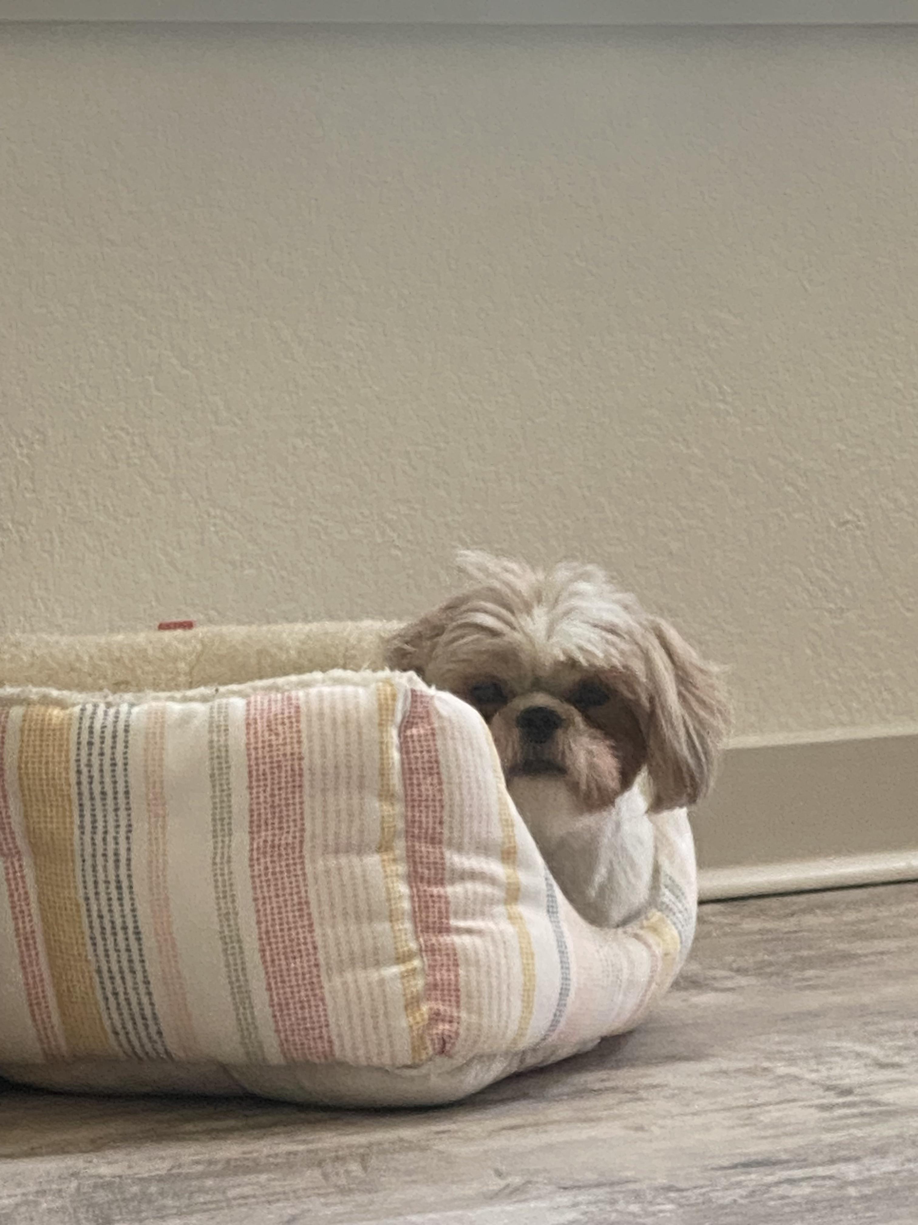 Alpha spying on my from her bed | Scrolller