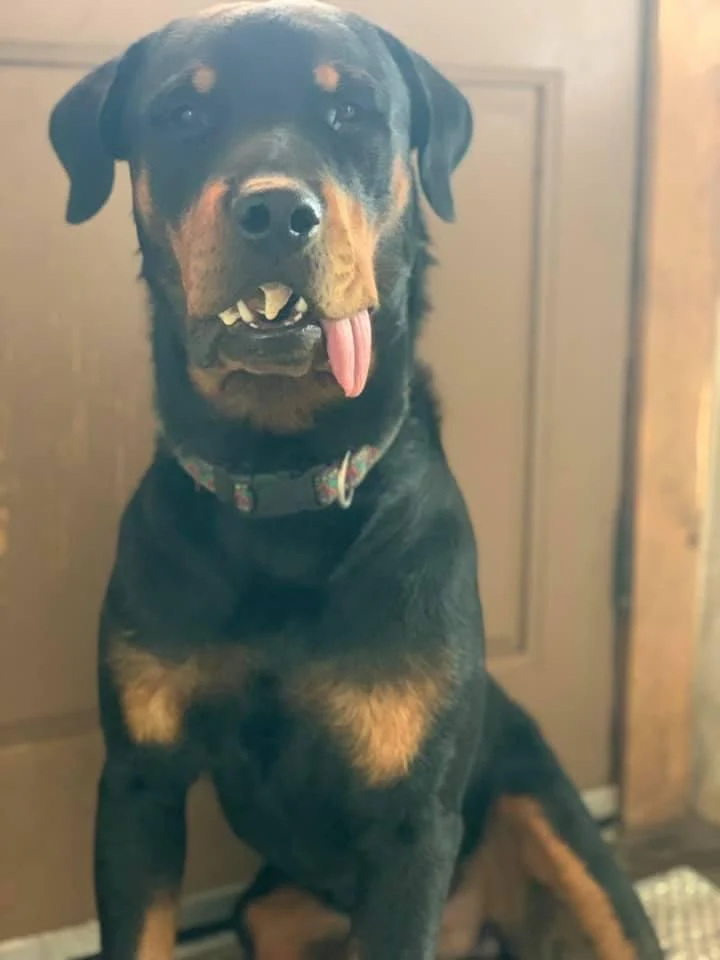 Mah derp. (That’s a bone, not a snaggle tooth, btw) | Scrolller