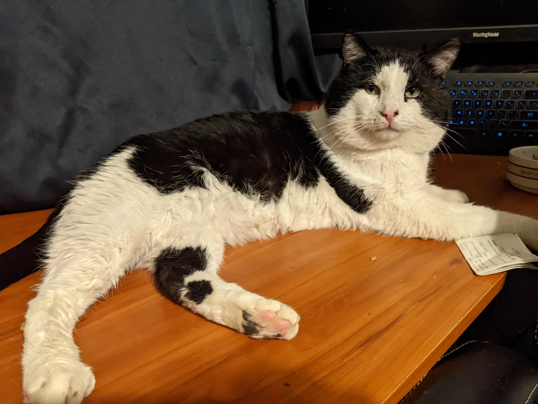 Tuxie got a bath and is inside for the night. | Scrolller