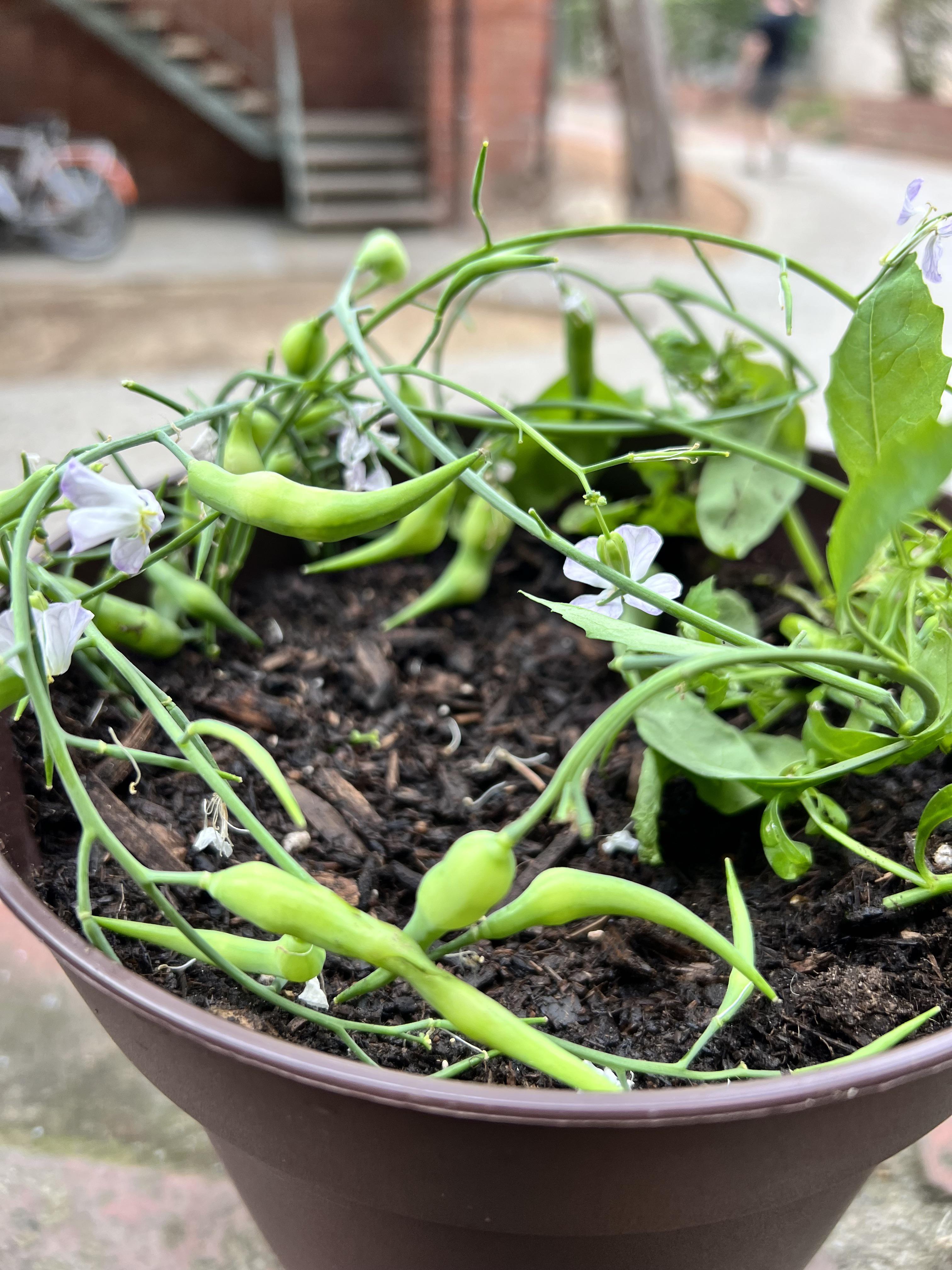 What is this plant? | Scrolller