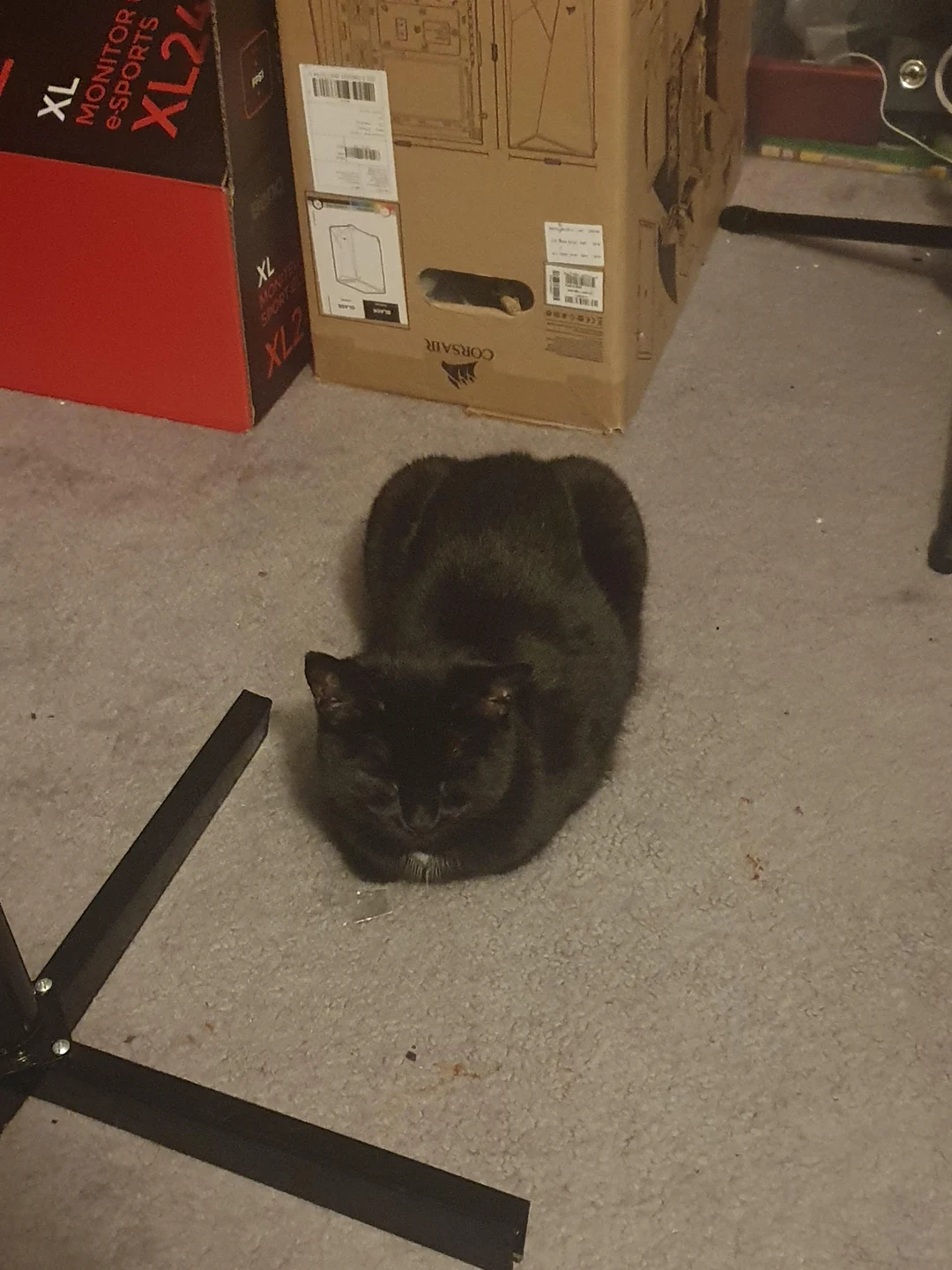 loafing around on the carpet | Scrolller