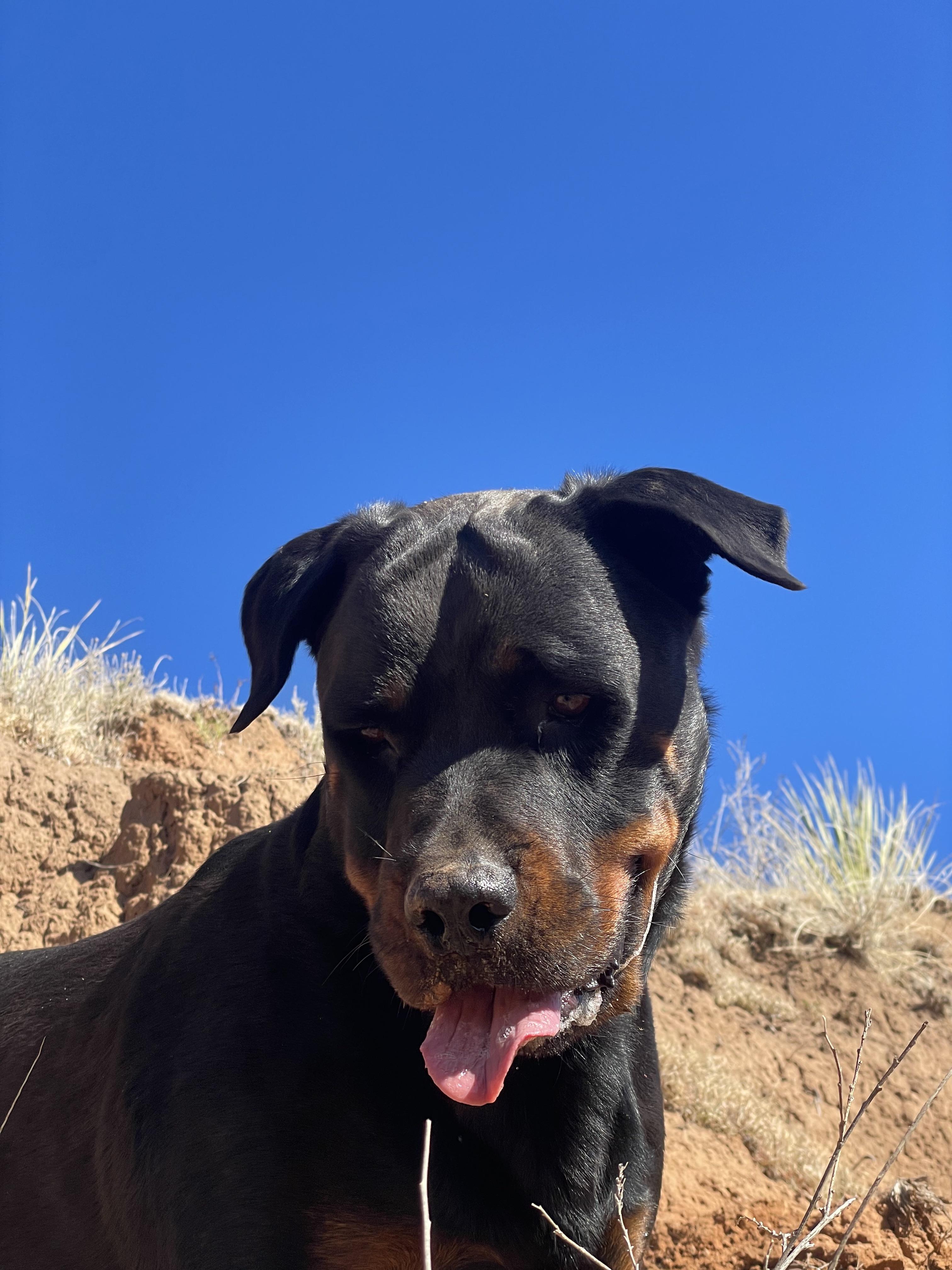 Majestic | Scrolller