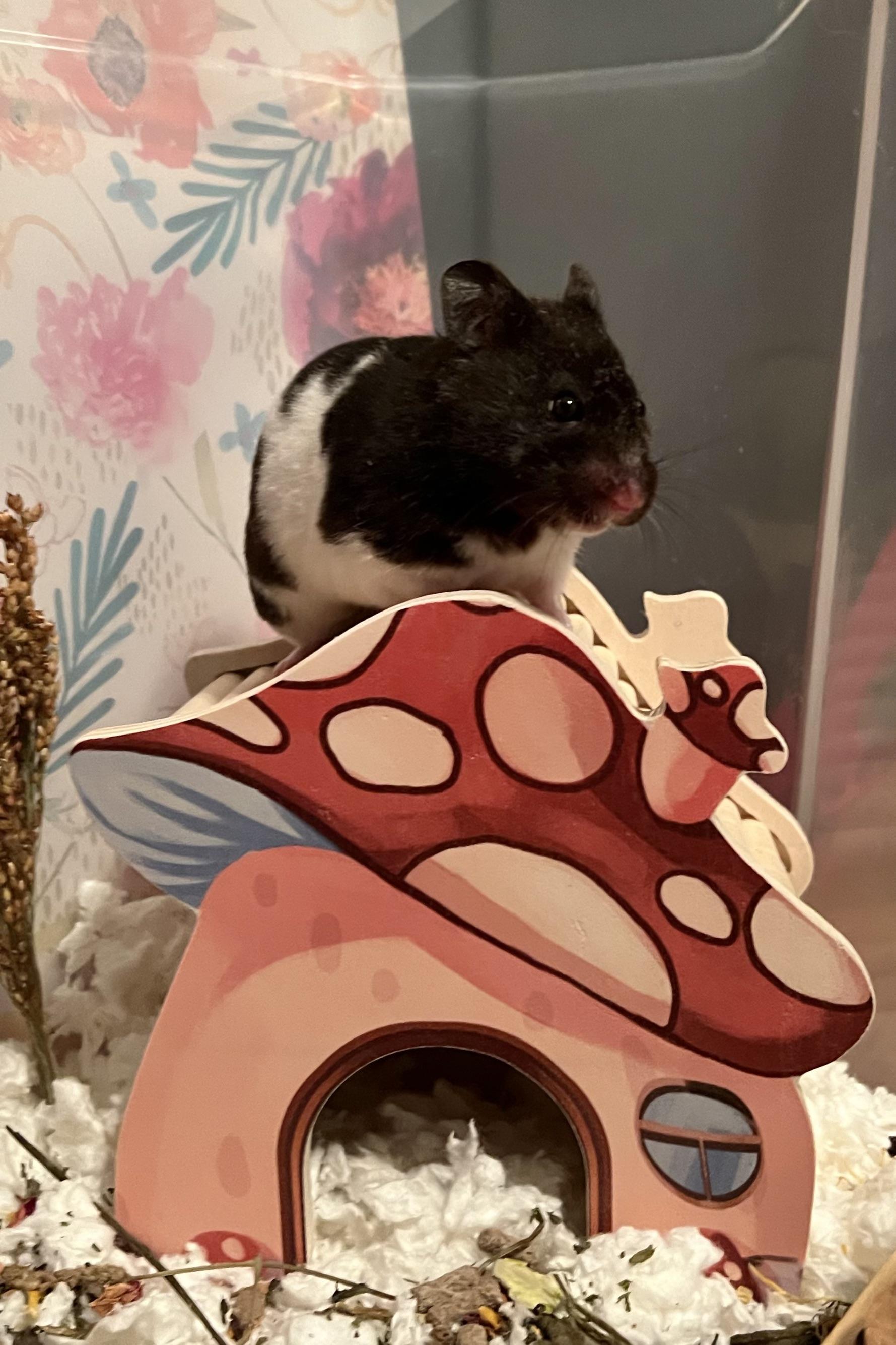 Rescue ham! | Scrolller