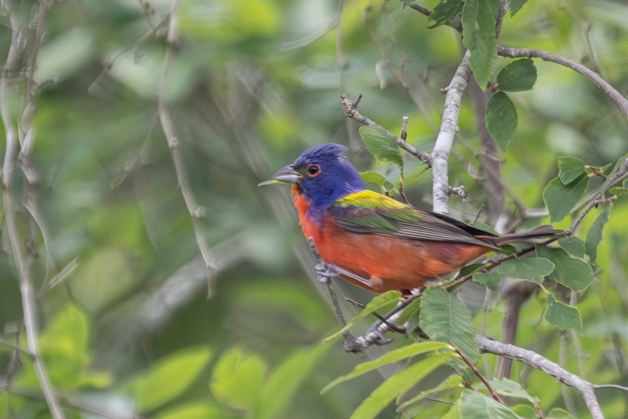 Painted Bunting (Texas, USA) | Scrolller