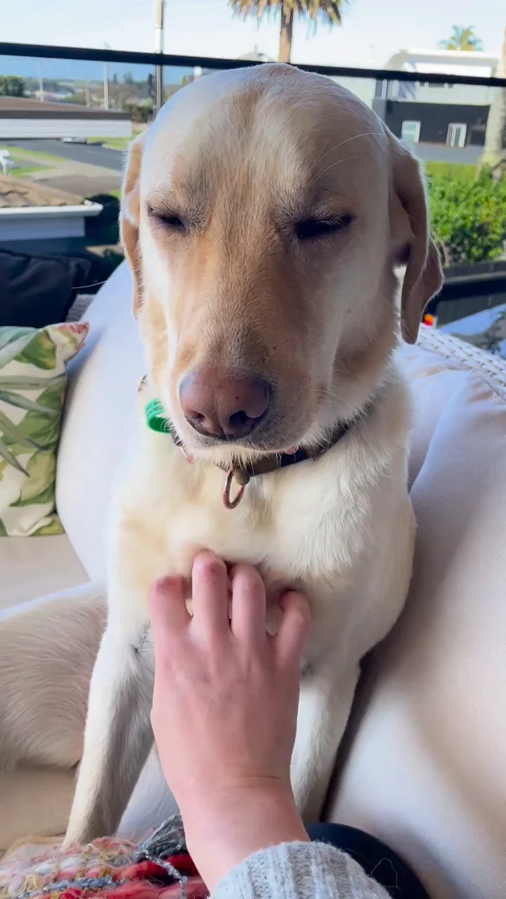Nothing better than a good chest scratch | Scrolller