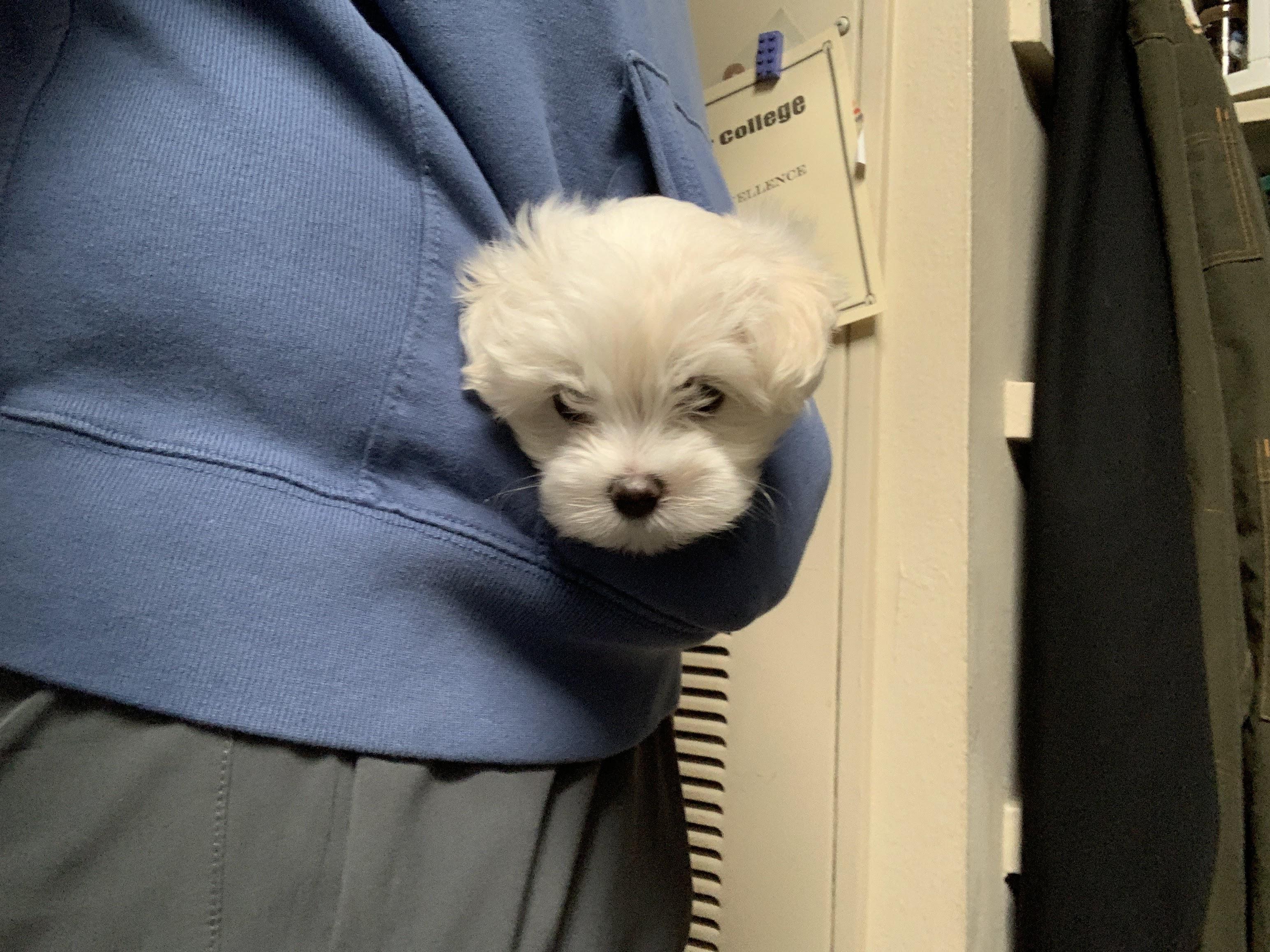 pup n pocket | Scrolller