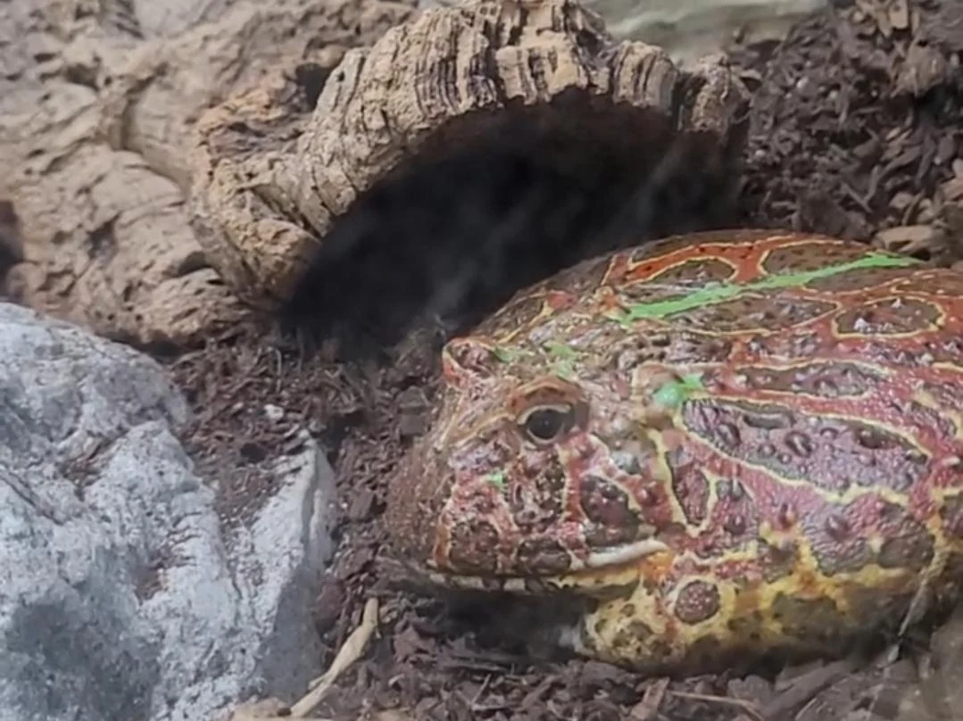 Adorable Pacman Frog | Scrolller