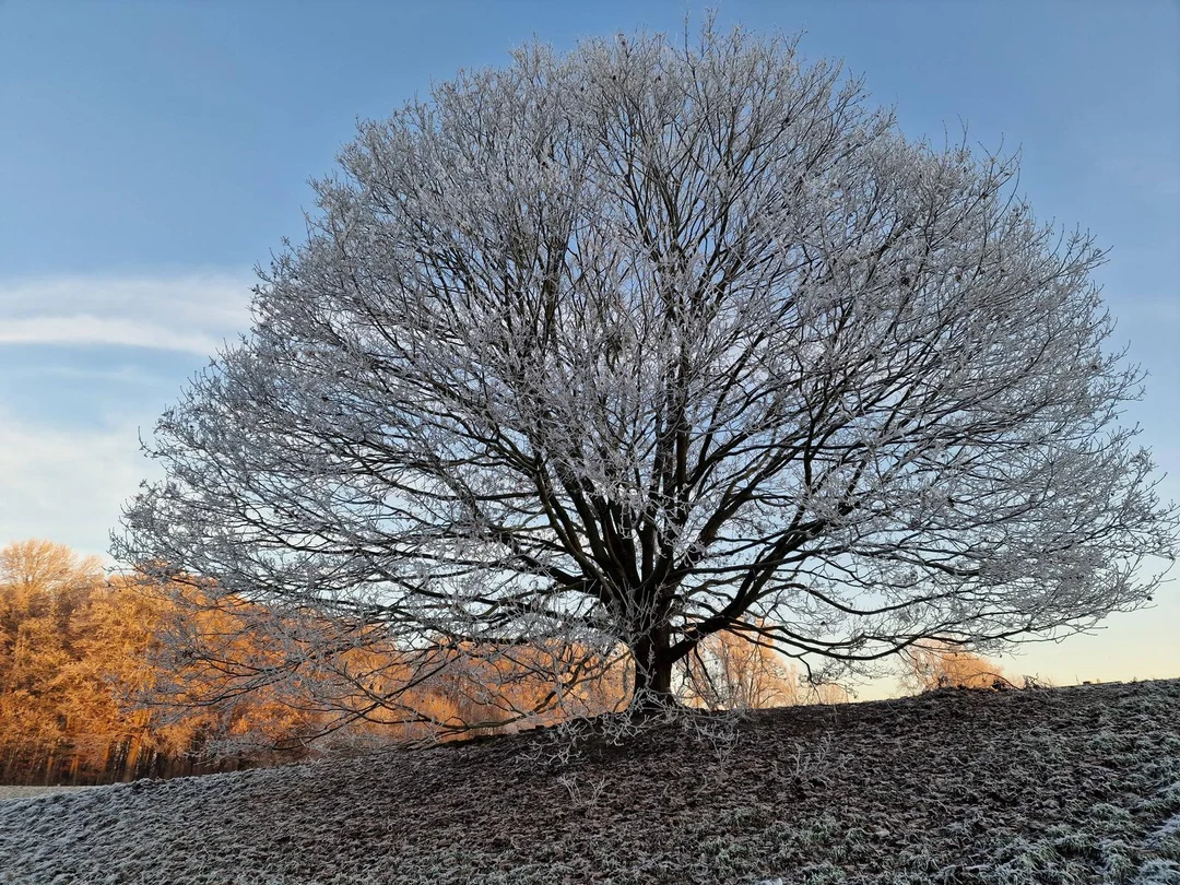 My favorite tree frosted over in the morning light, NRW, Germany [OC] [4000x3000] | Scrolller