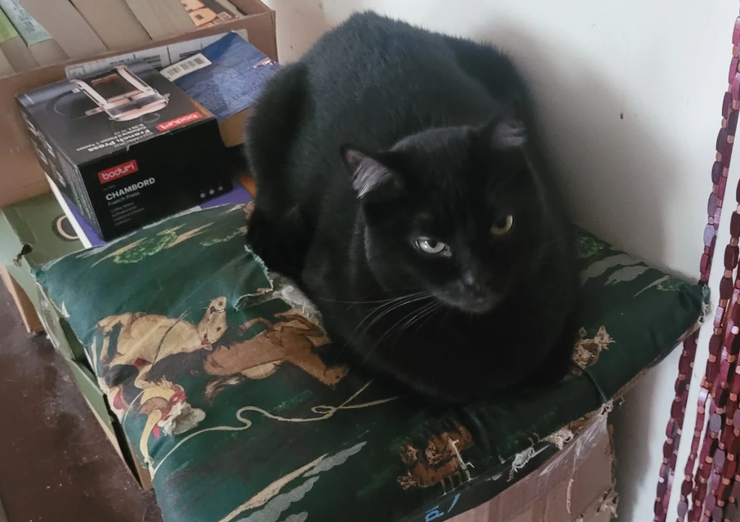Discover more like Catloaf: Void Loaf and Related Content | Scrolller