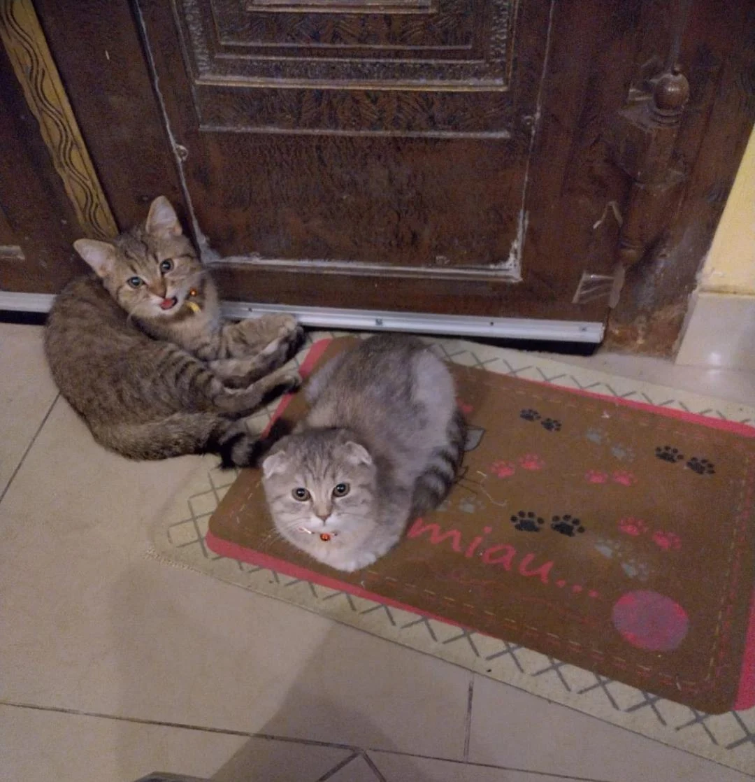 cat loaf | Scrolller