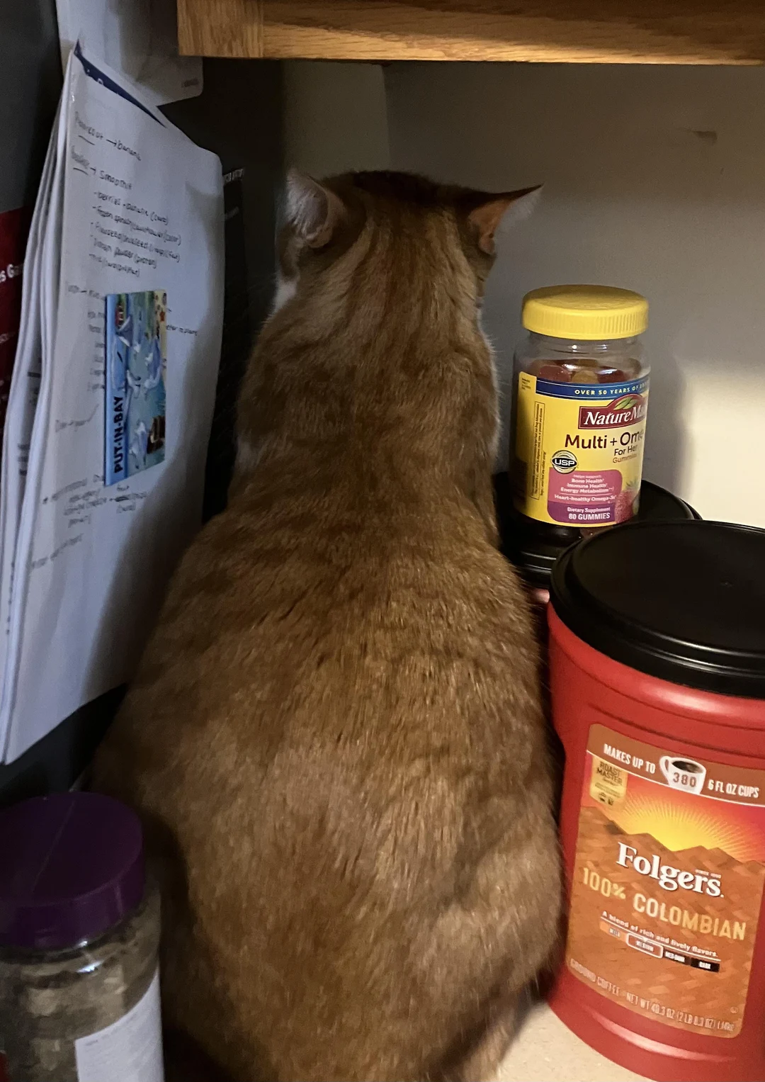 My cat Quincy sitting in the corner of the wall and fridge. | Scrolller