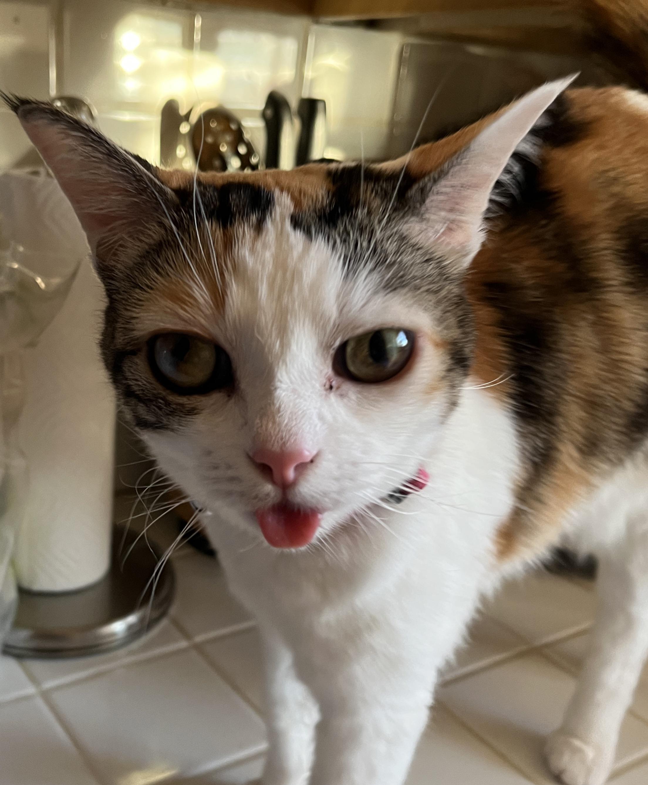 lana lana lana blep | Scrolller