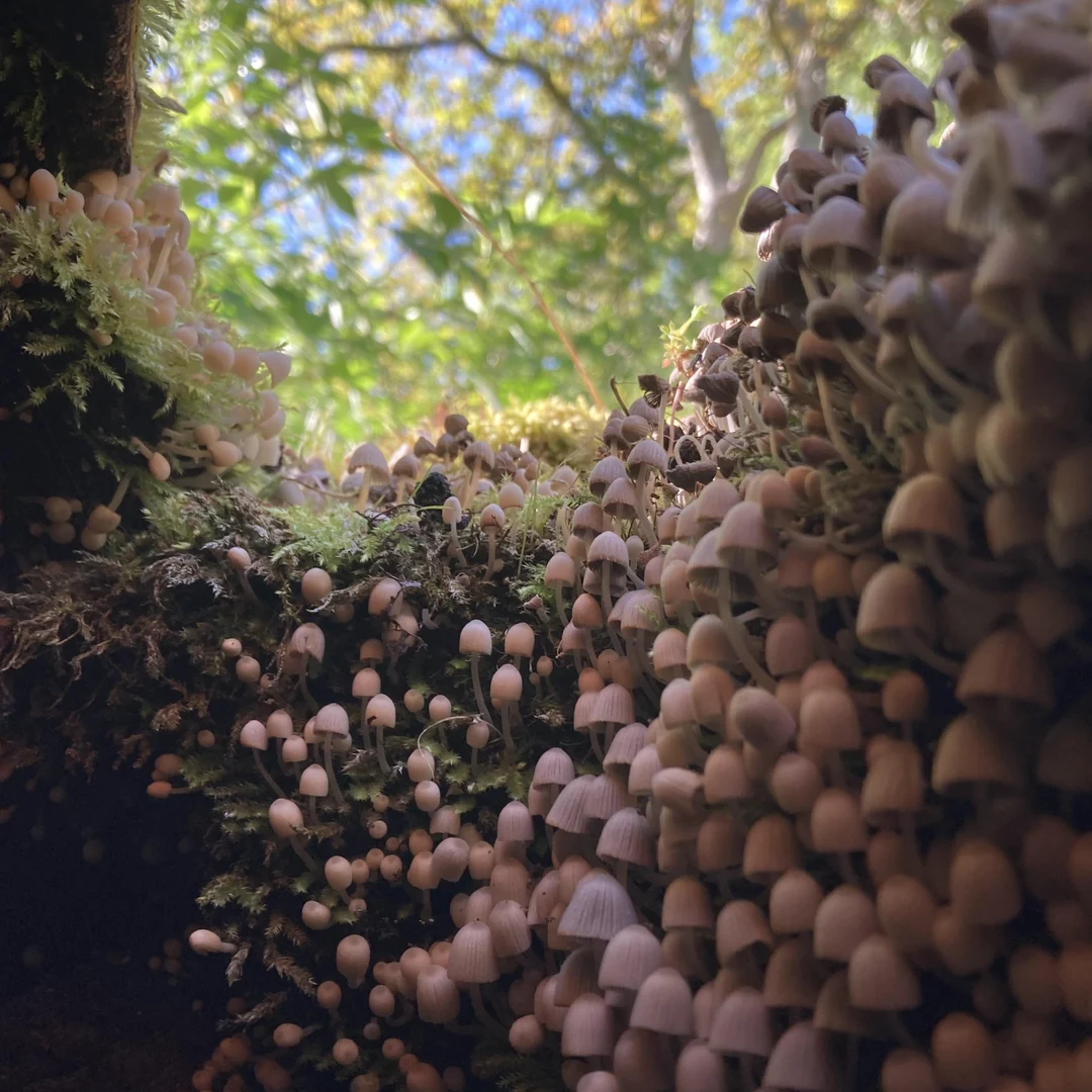 Mycena in a hole in a fallen tree | Scrolller