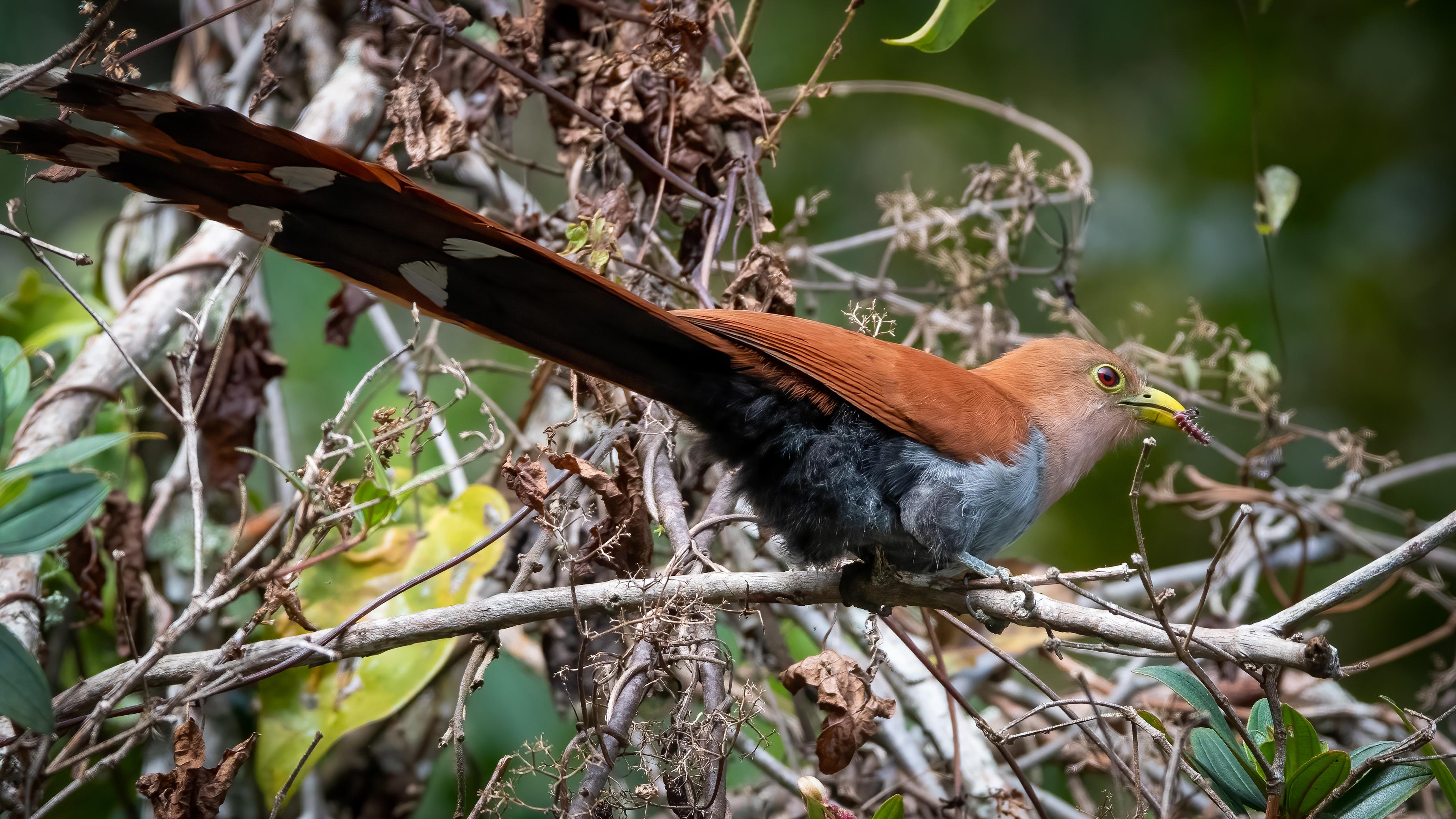 Finally managed to get a pretty good shot of a squirrel Cuckoo. That long tail makes it hard to ...