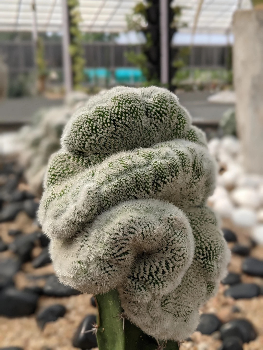 Cactus | Scrolller
