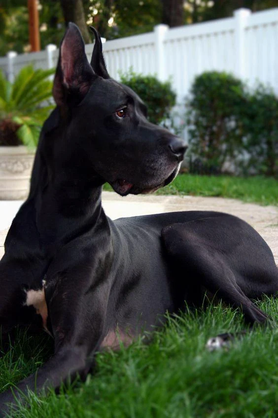 This Cute Great Dane 🐶 | Scrolller