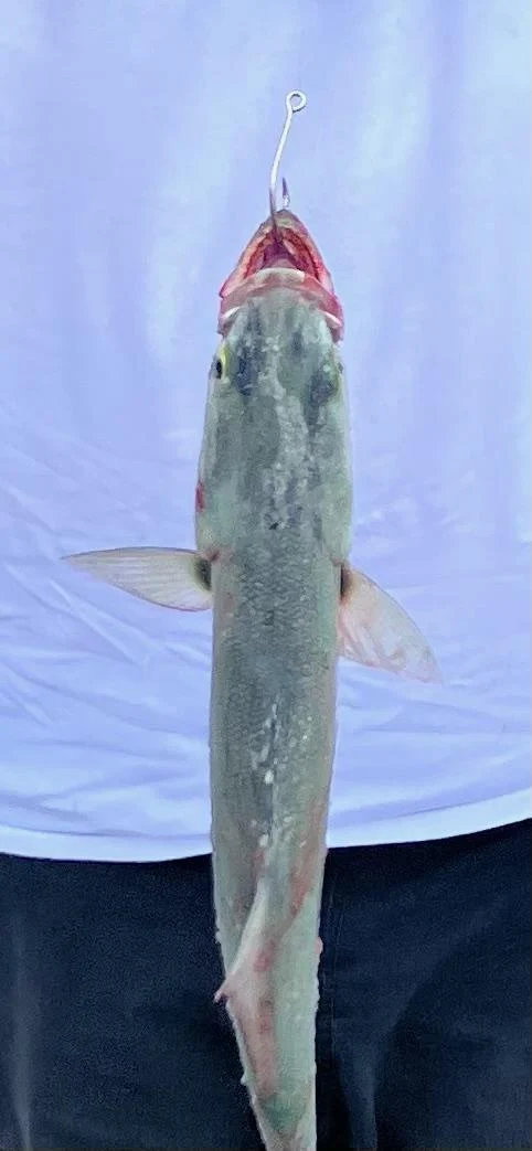 What is this fish | Scrolller