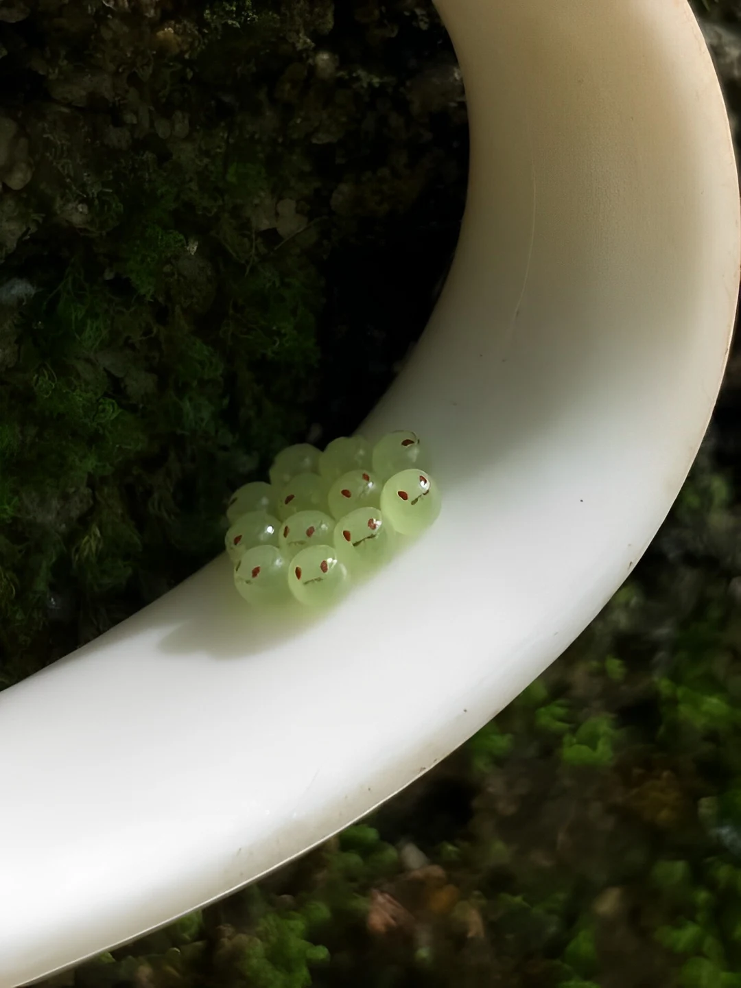Discover more like Cute: Green shield bug eggs and Related Content | Scrolller