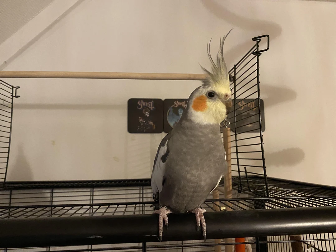 Picasso sitting there vibing. | Scrolller