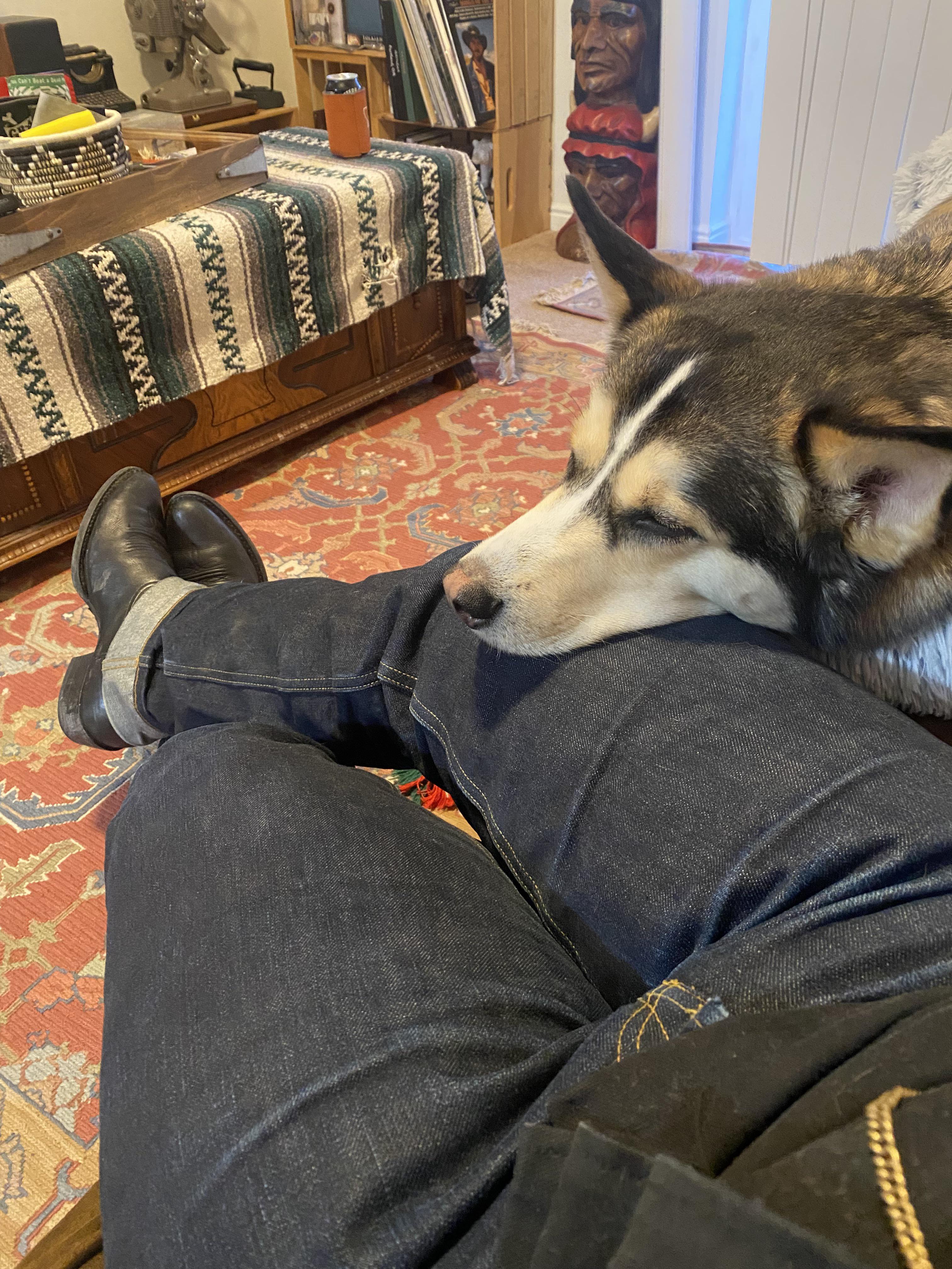 He’s supposed to be my ESA… but I guess I’m his ESH 🙄 | Scrolller