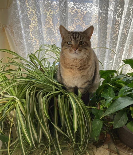 Our cat Munchie enjoying sharing a pot with some other plants a couple months ago. | Scrolller