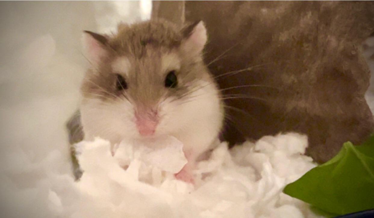 Round and very smol | Scrolller