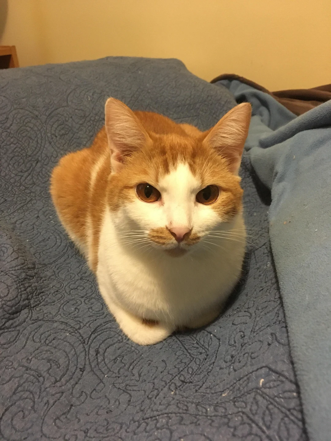 Gouda working on his loaf technique | Scrolller