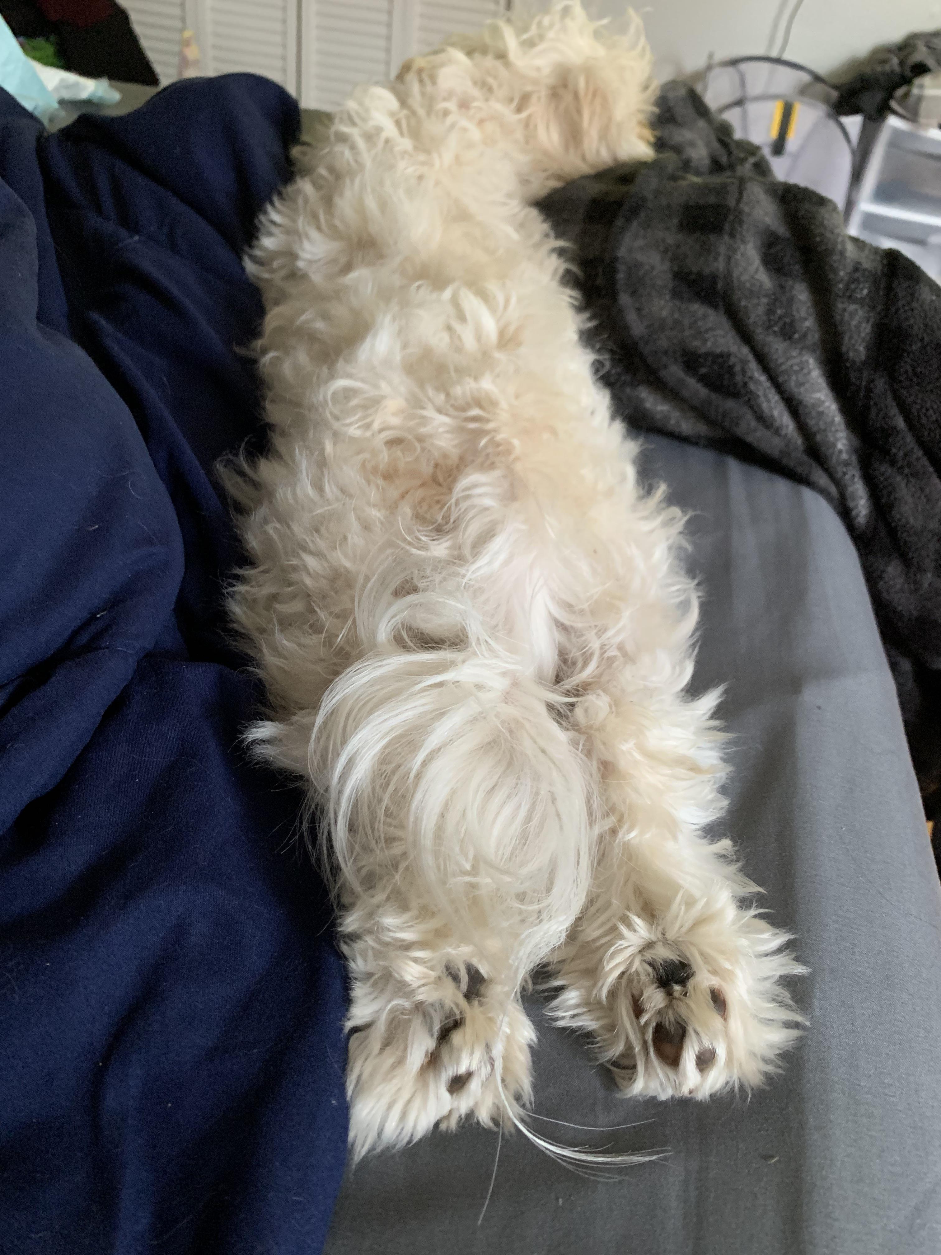 Fluffy little toe beans. | Scrolller