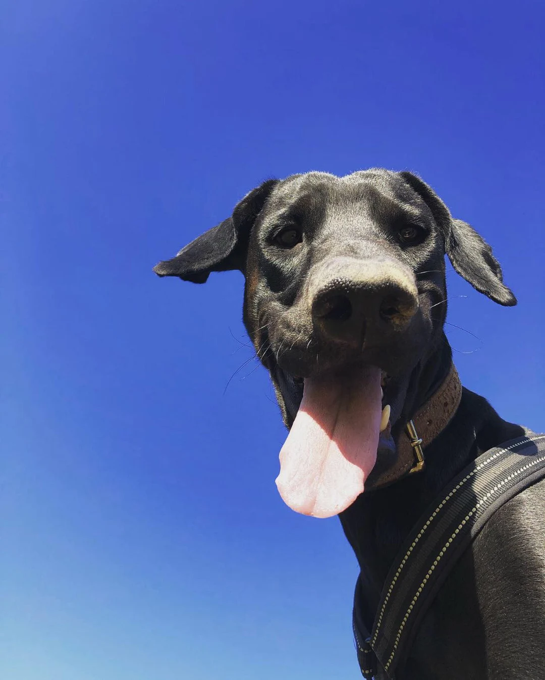 my silly and happy doggo | Scrolller