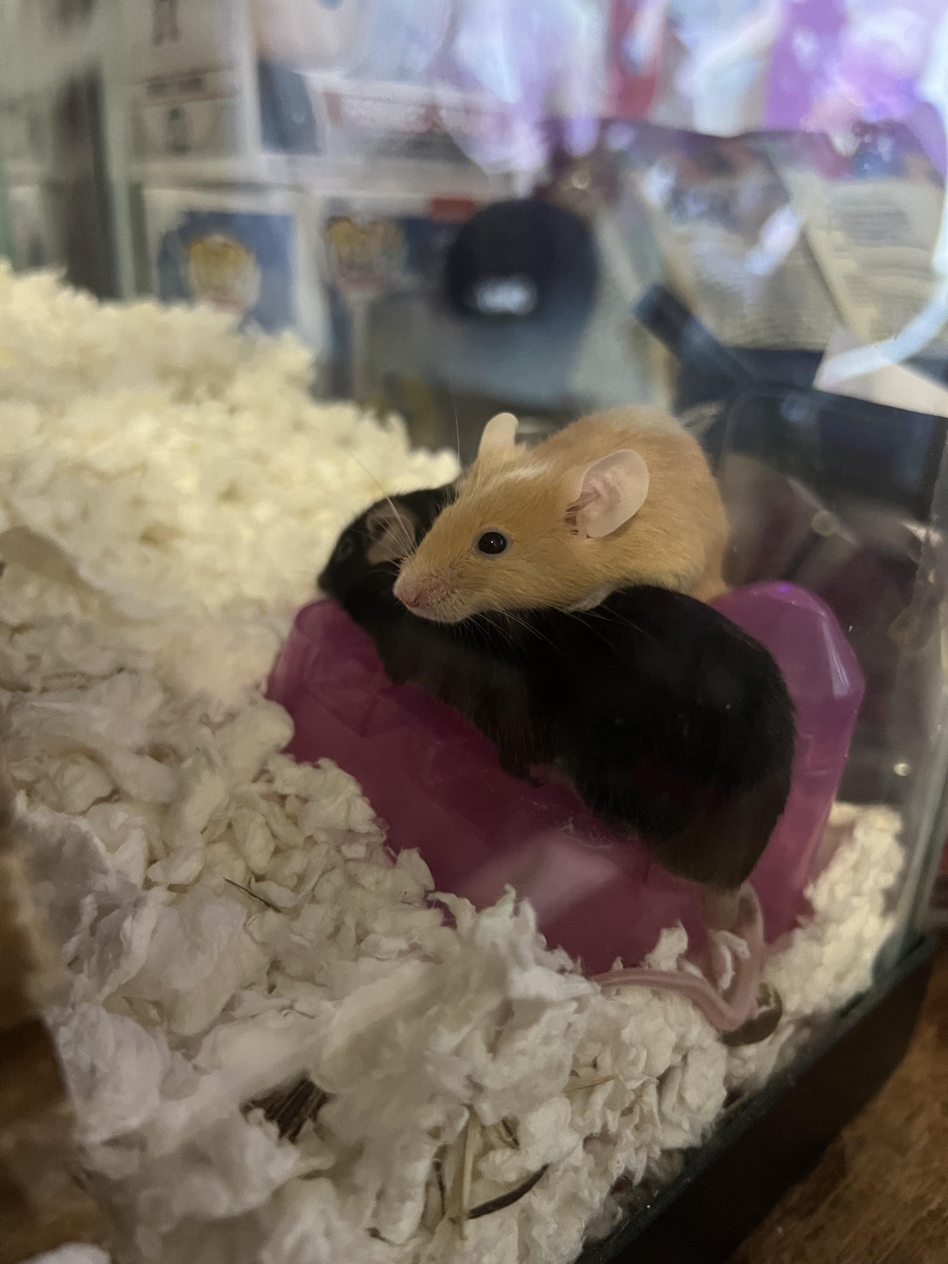 best pals 💕 | Scrolller