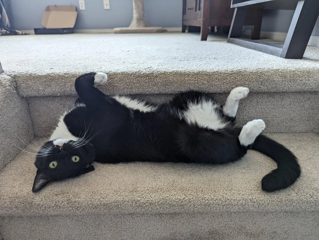 Upside down derp | Scrolller