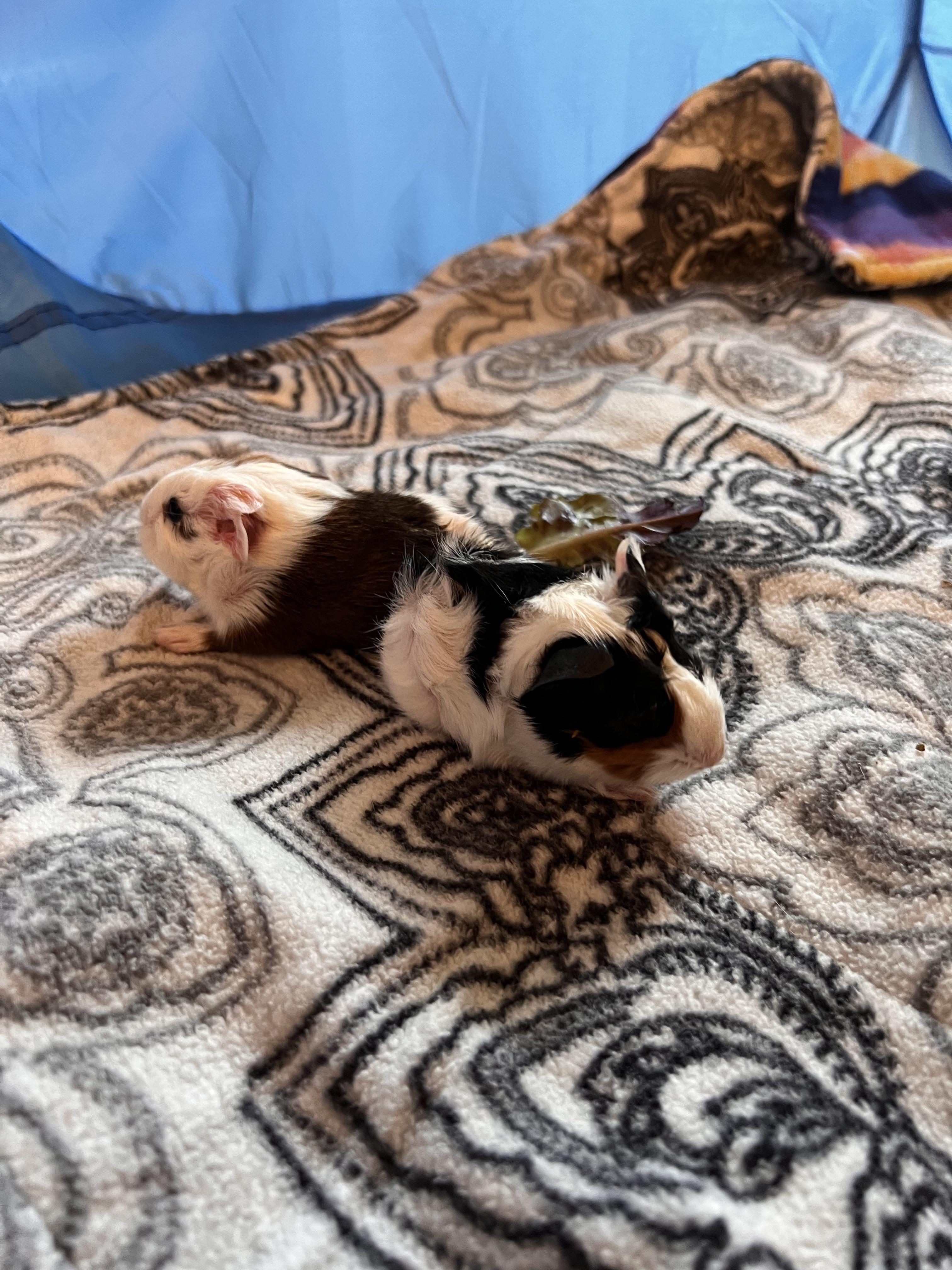 Babies on the Block! | Scrolller