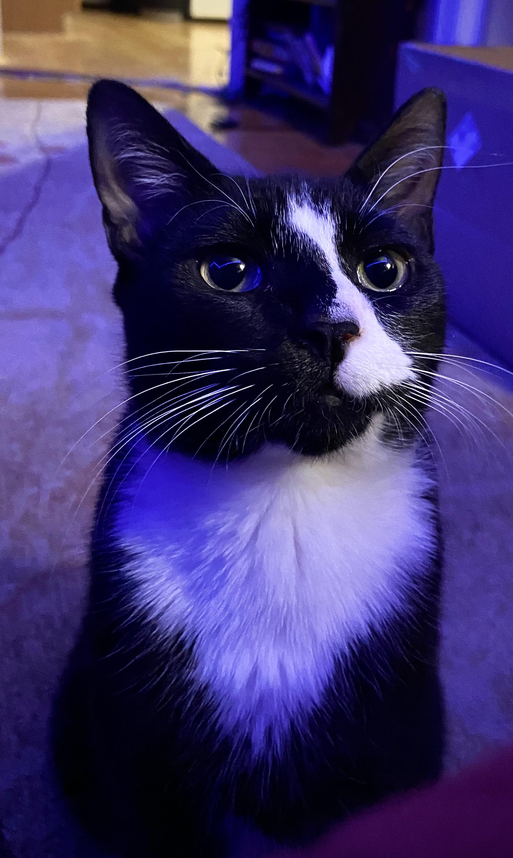 Meet Dean Martin, our swingin’ little guy! | Scrolller