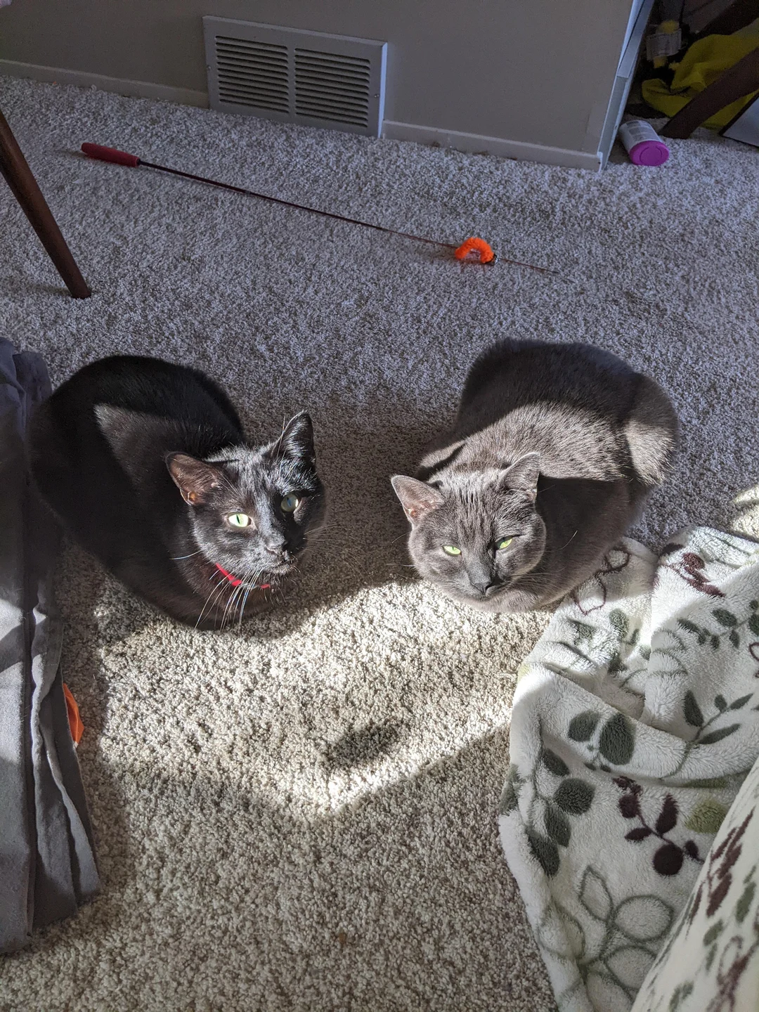 Sun-Baked Loaves | Scrolller