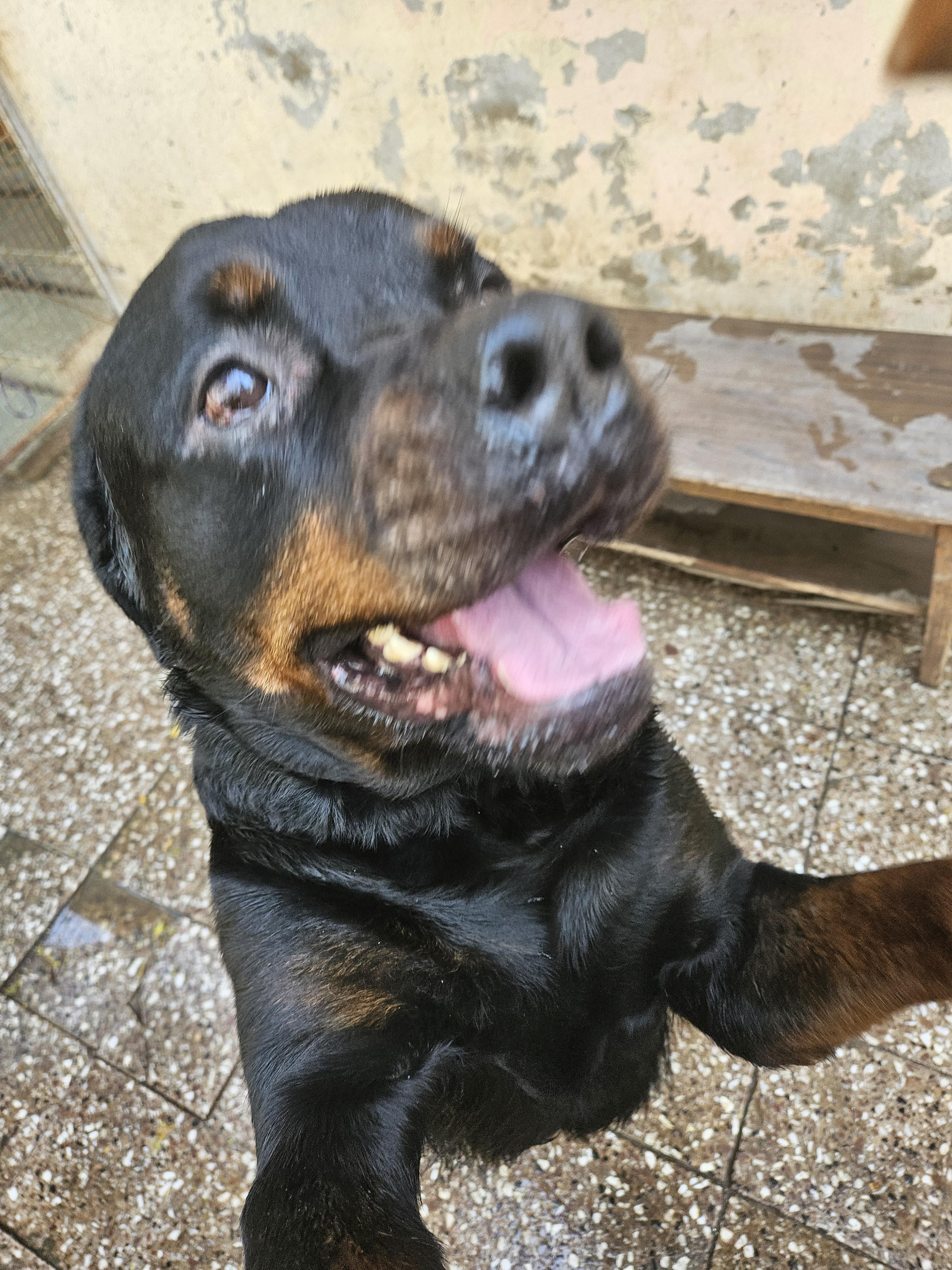 Say hi to Marshall | Scrolller