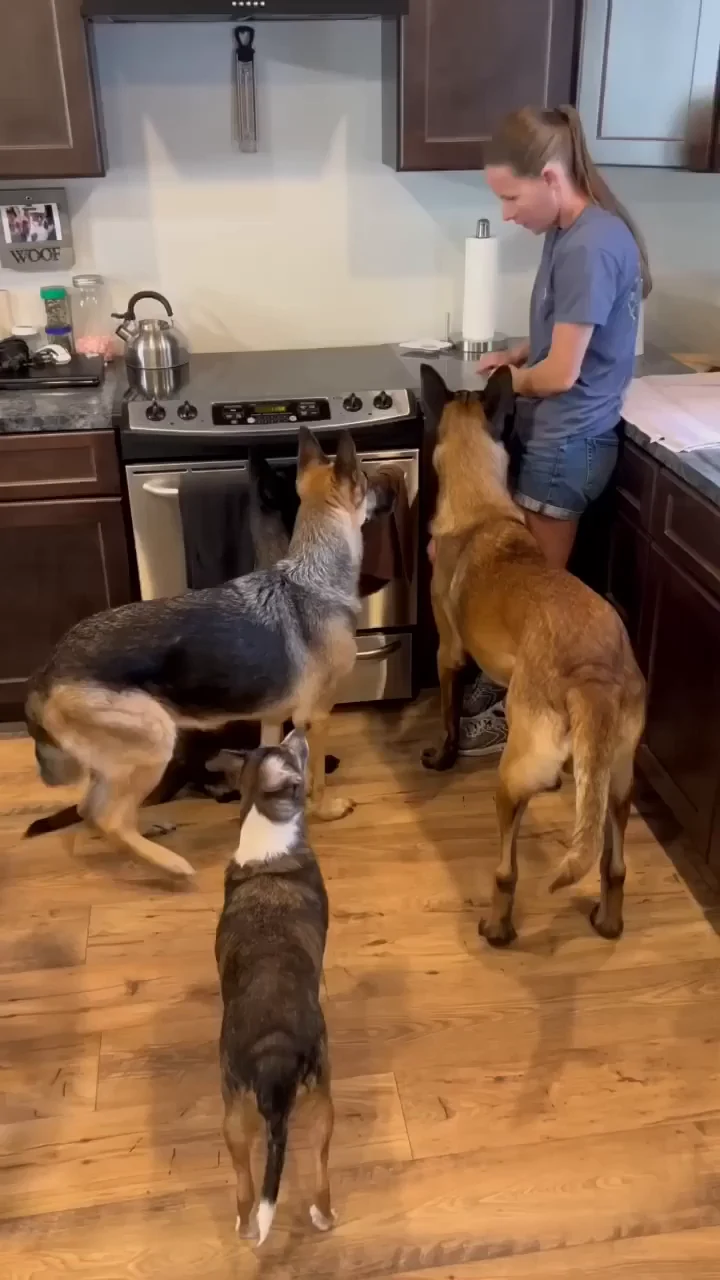 Dog Crate Training | Scrolller