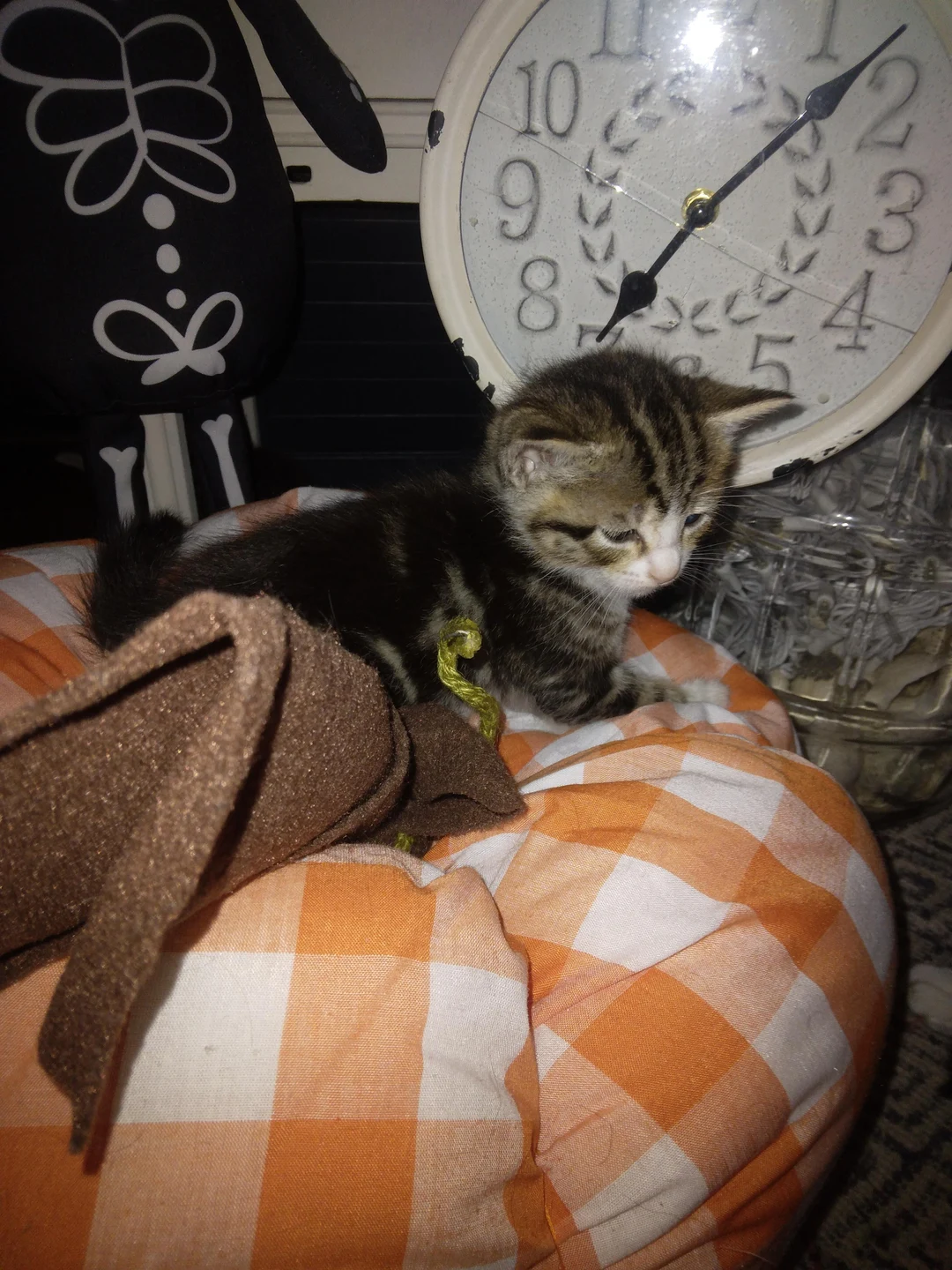 Buddy On A Pumpkin | Scrolller