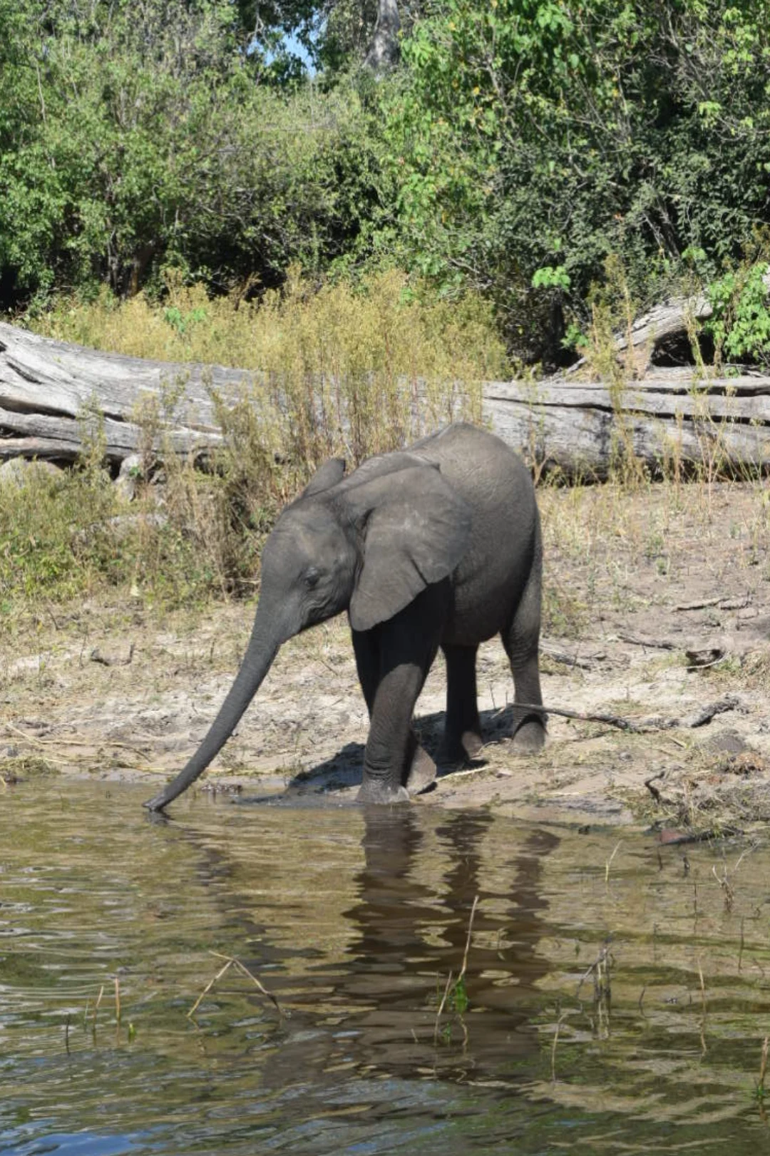 A cute elephant calf I spotted in Chobe National Park-Botswana | Scrolller