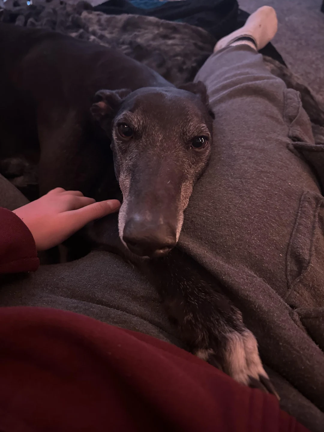 chew suggestions for between dentals | Scrolller