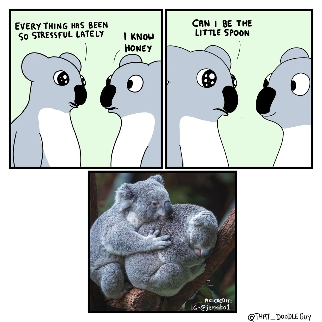 Koala [OC] | Scrolller