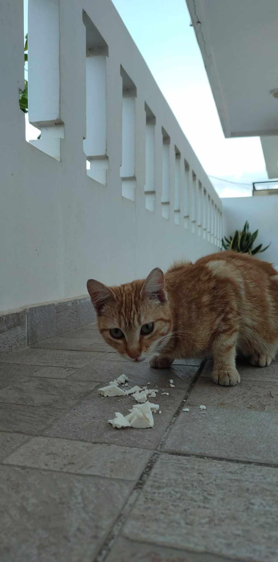 Cat distribution system seems to have chosen me today, I hope I can fit this guy on my budget ...