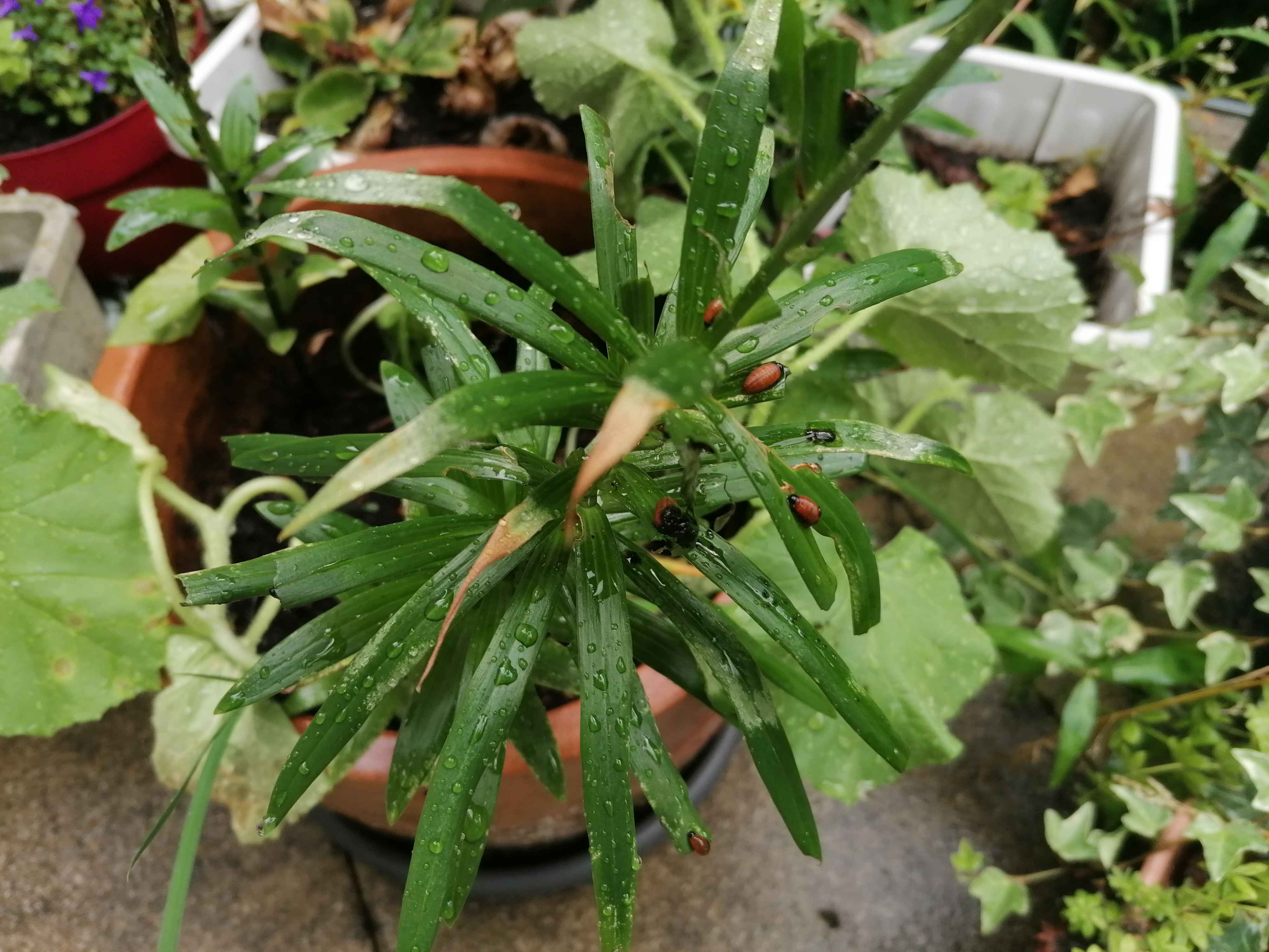Does anyone know what these little bugs on my plant are and if/how I should remove them? | Scrolller