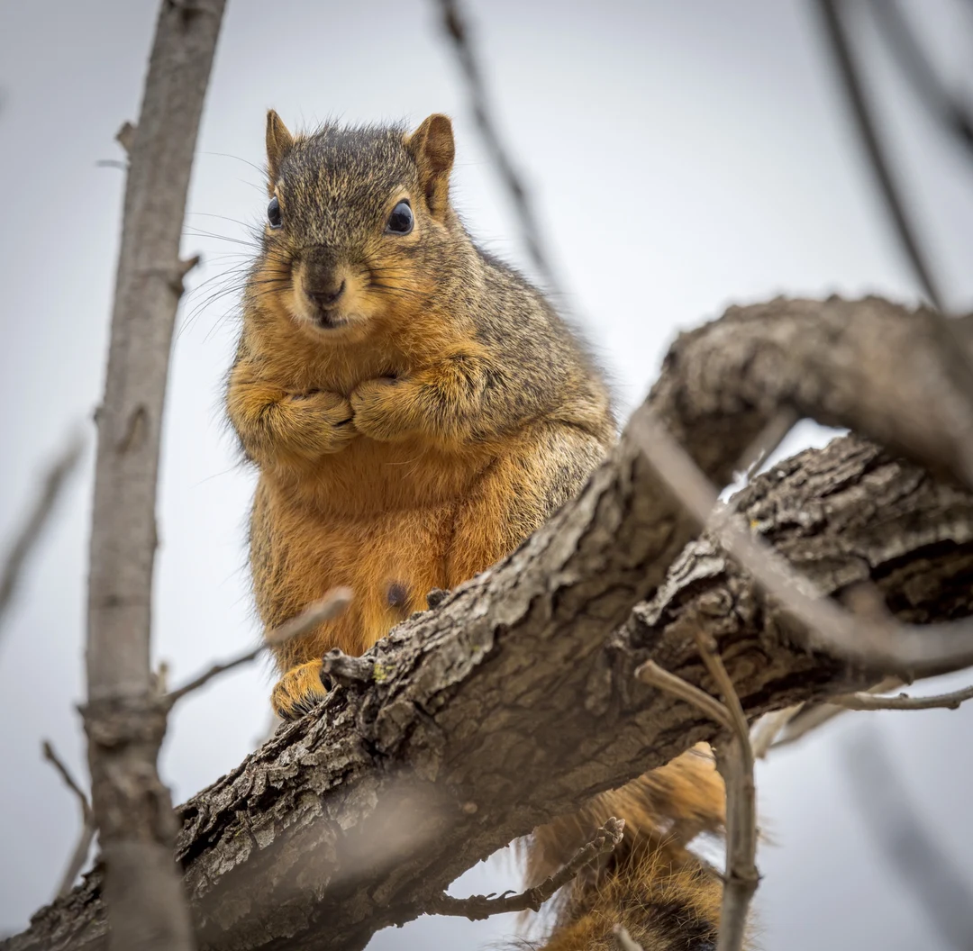 Cold Fox Squirrel. | Scrolller