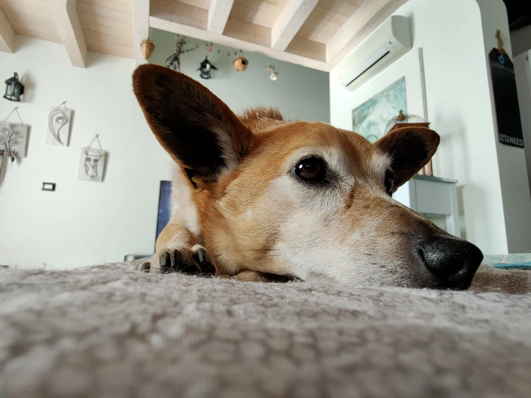 Say hi to this old rescue fleabag! | Scrolller