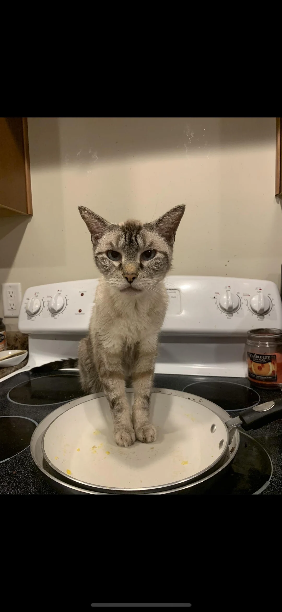 Ahhh yes…the trap is definitely working…🧑‍🍳 | Scrolller