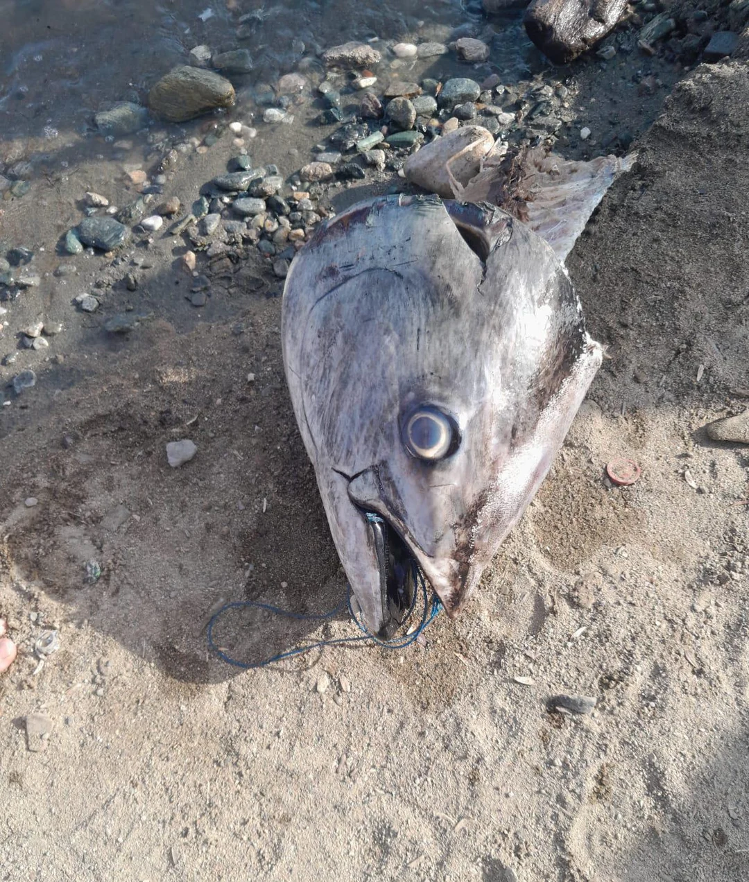 Does anyone know that fish. | Scrolller