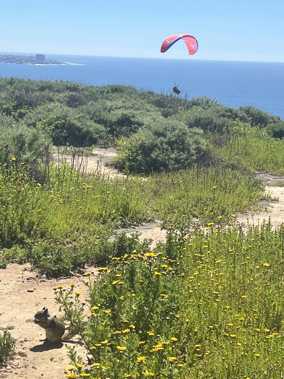 Squirrel has some Beachfront Property - San Diego | Scrolller